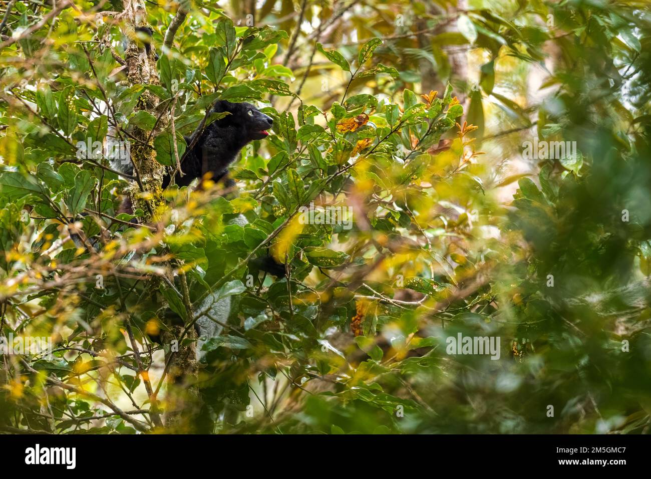 Indri - Indri indri, rain forest Madagascar east coast, Cute primate ...