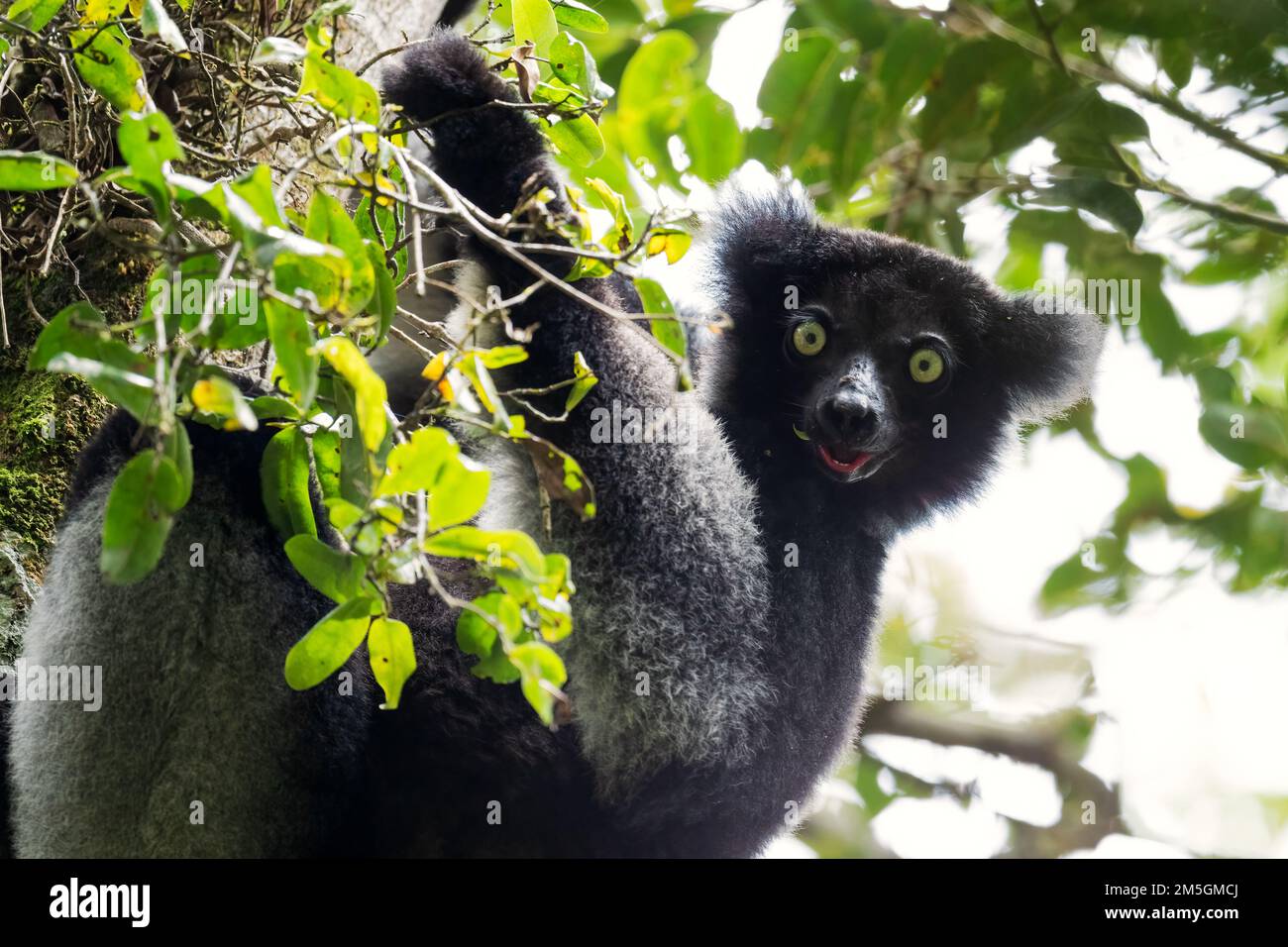 Indri - Indri indri, rain forest Madagascar east coast, Cute primate ...