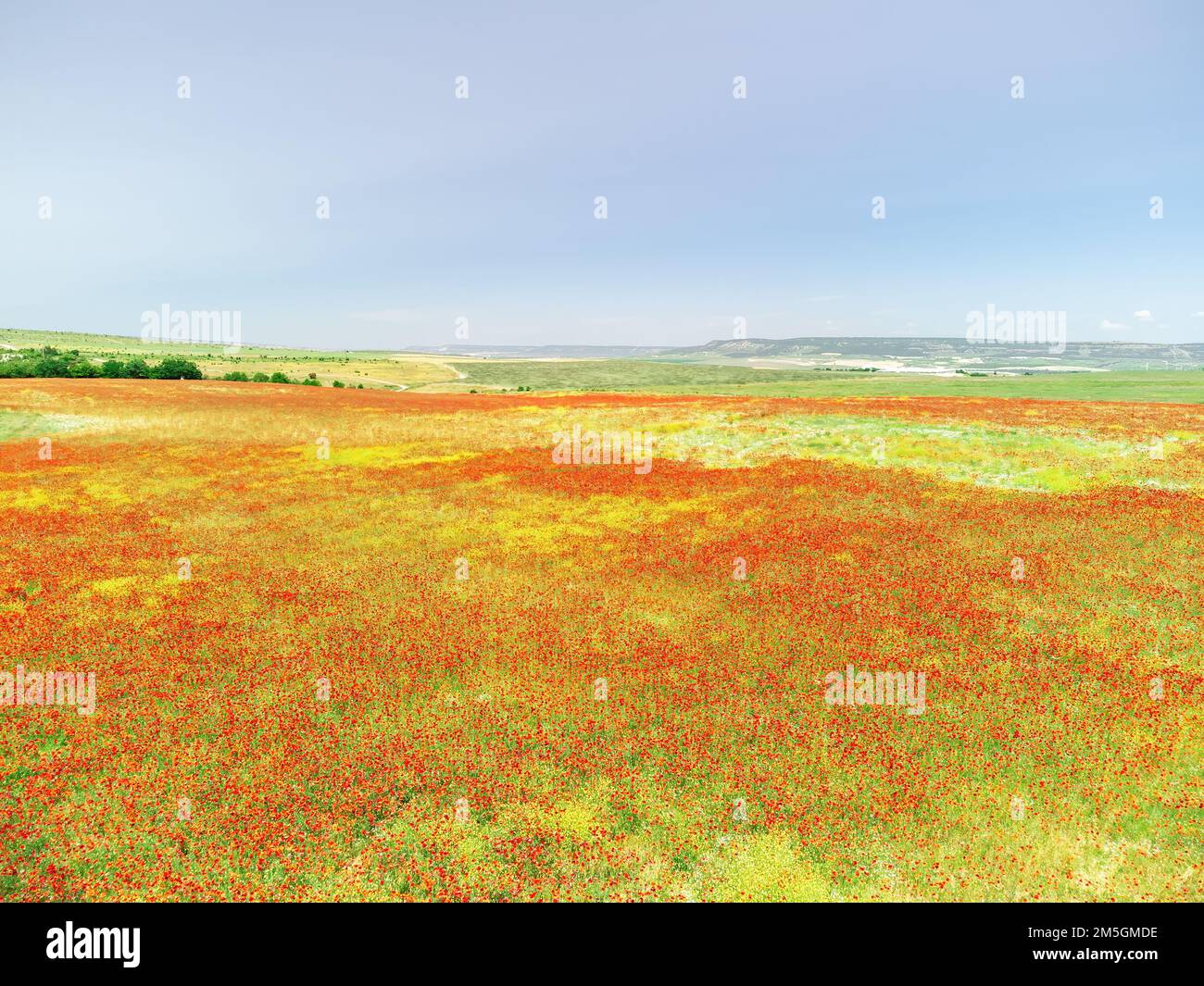 Field of red poppies. Aerial view. Beautiful field scarlet poppies ...