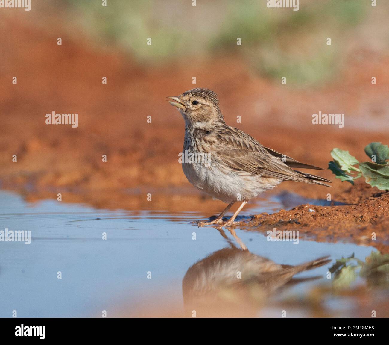 Lesser Short-toed Lark (Calandrella rufescens apetzii) at drinking pool ...