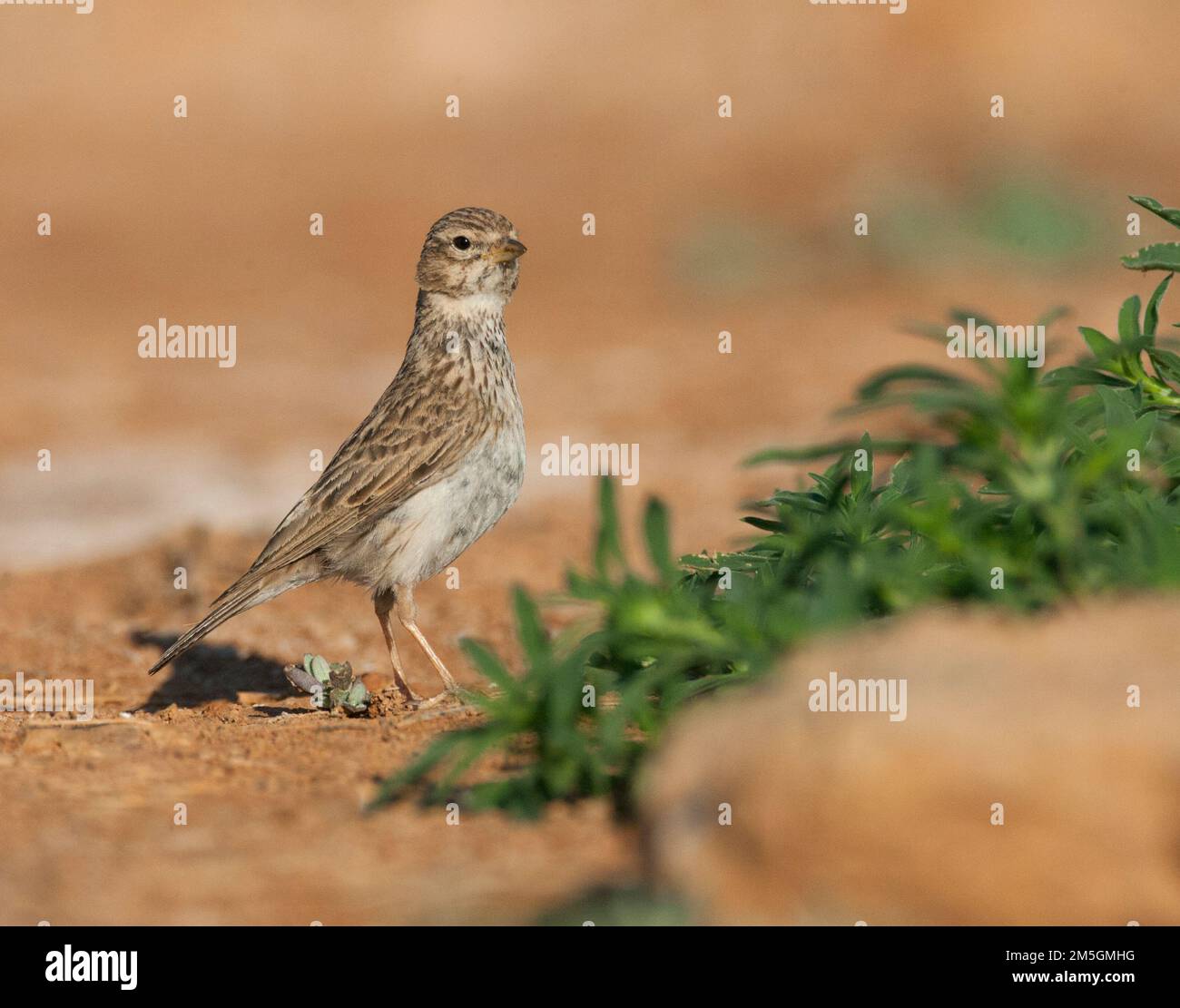Lesser Short-toed Lark (Calandrella rufescens apetzii) in Spanish ...