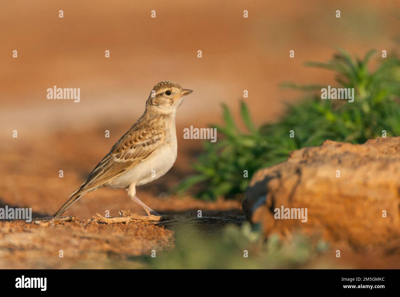 Imature Short-toed Lark (Calandrella brachydactyla brachydactyla ...