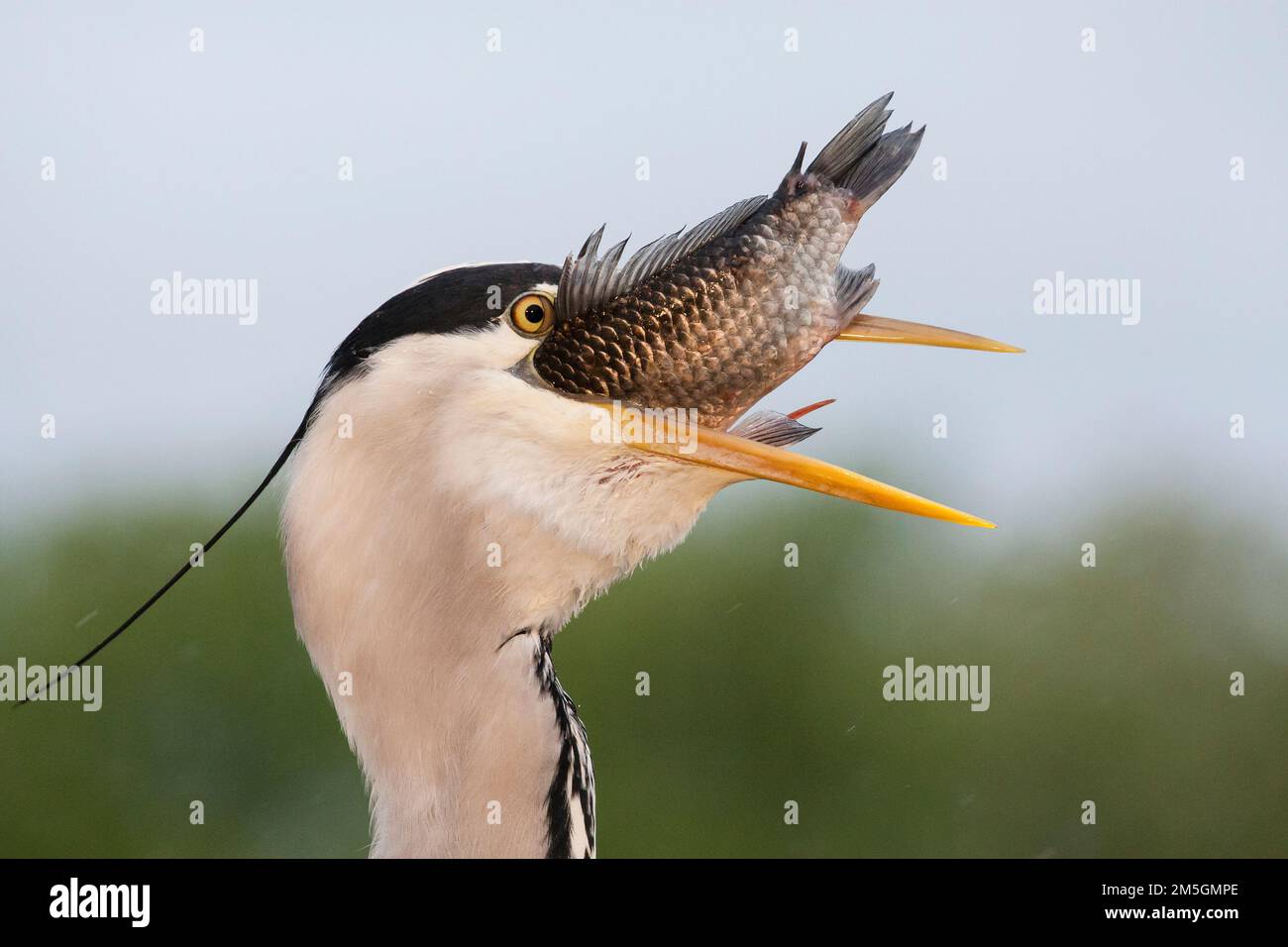 Blauwe Reiger met vis in bek; Grey Heron with fish in beak Stock Photo ...