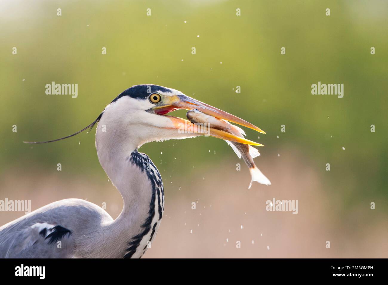 Blauwe Reiger met vis in bek; Grey Heron with fish in beak Stock Photo ...