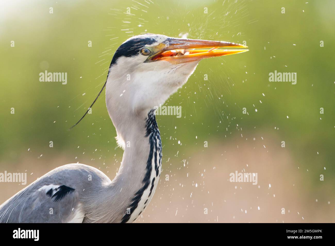 Blauwe Reiger met vis in bek; Grey Heron with fish in beak Stock Photo ...