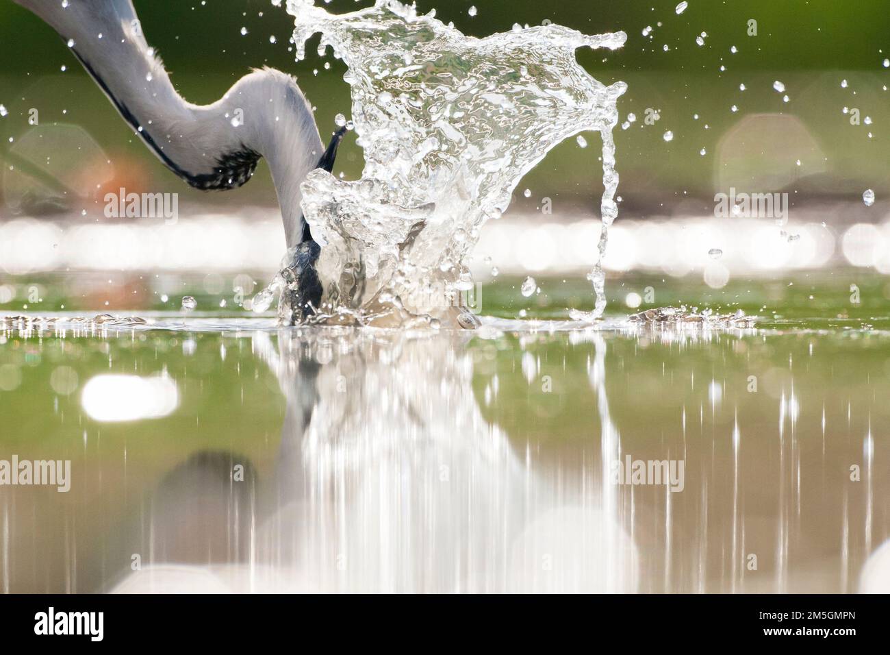 Blauwe Reiger duikend in water; Grey Heron diving in water Stock Photo ...