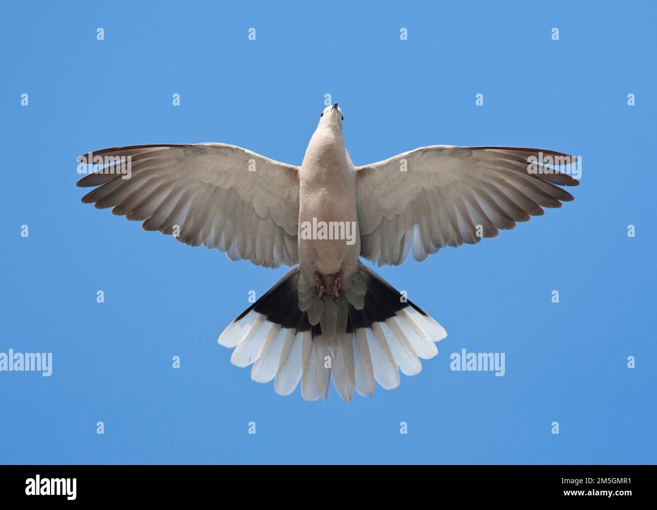Turkse Tortel, Eurasian Collared Dove, Streptopelia decaocto Stock ...