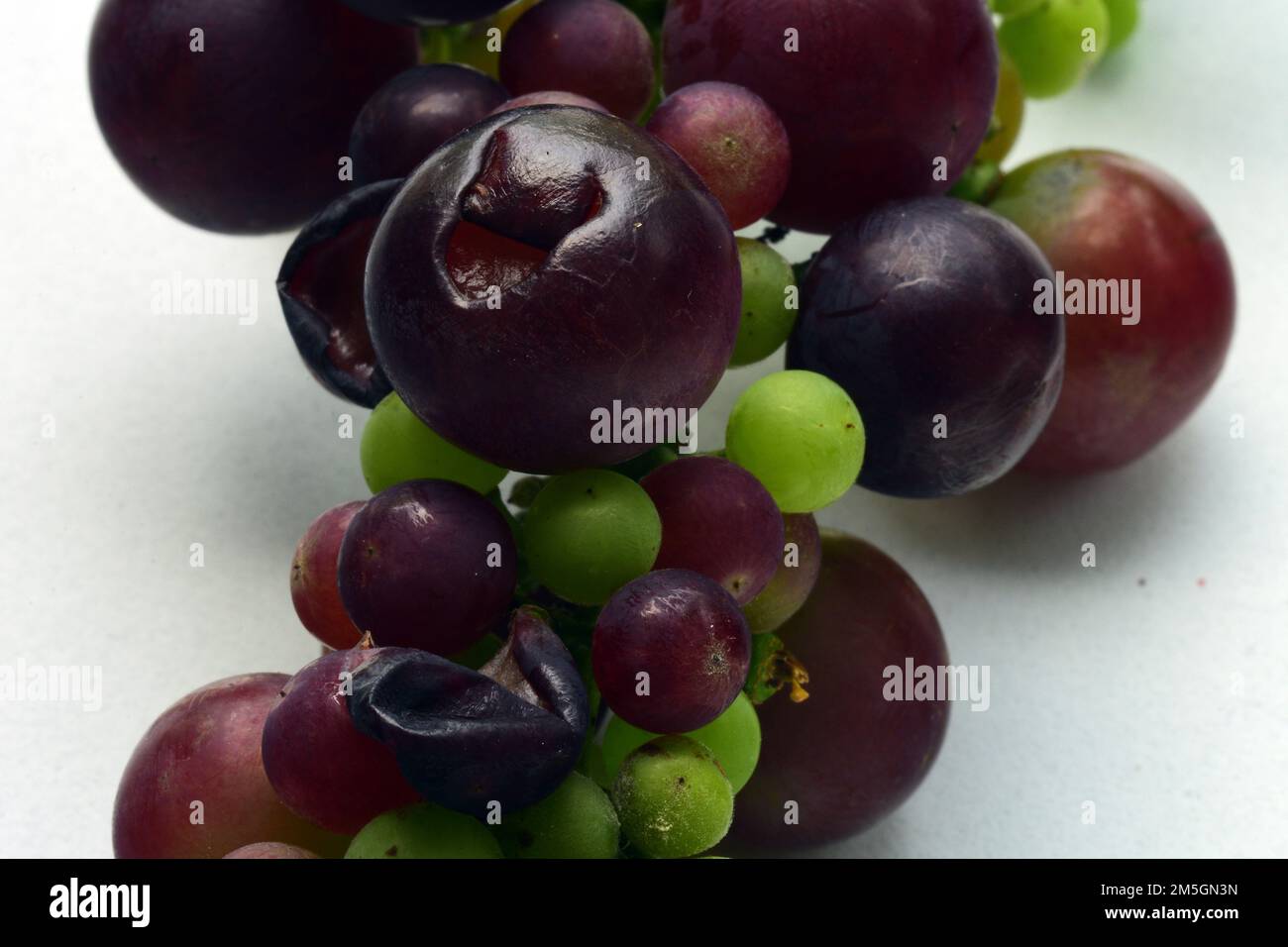 Wasp with rotting grapes hi-res stock photography and images - Alamy