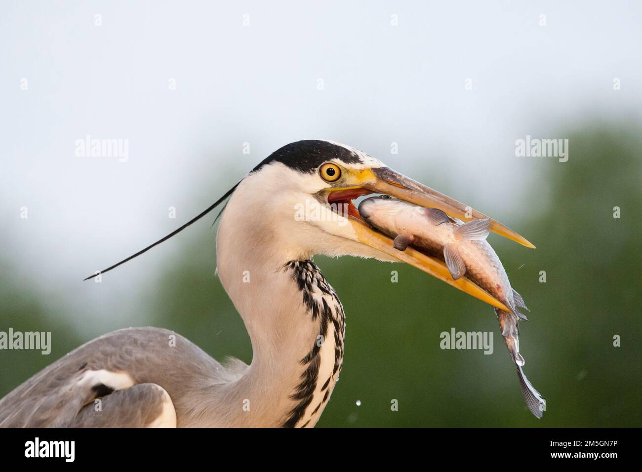 Blauwe Reiger met vis in bek; Grey Heron with fish in beak Stock Photo ...
