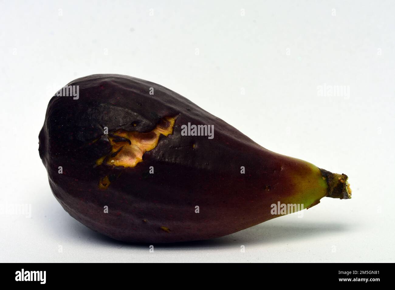 Black fig fruit damaged by birds. Figs are irresistible for birds and ...