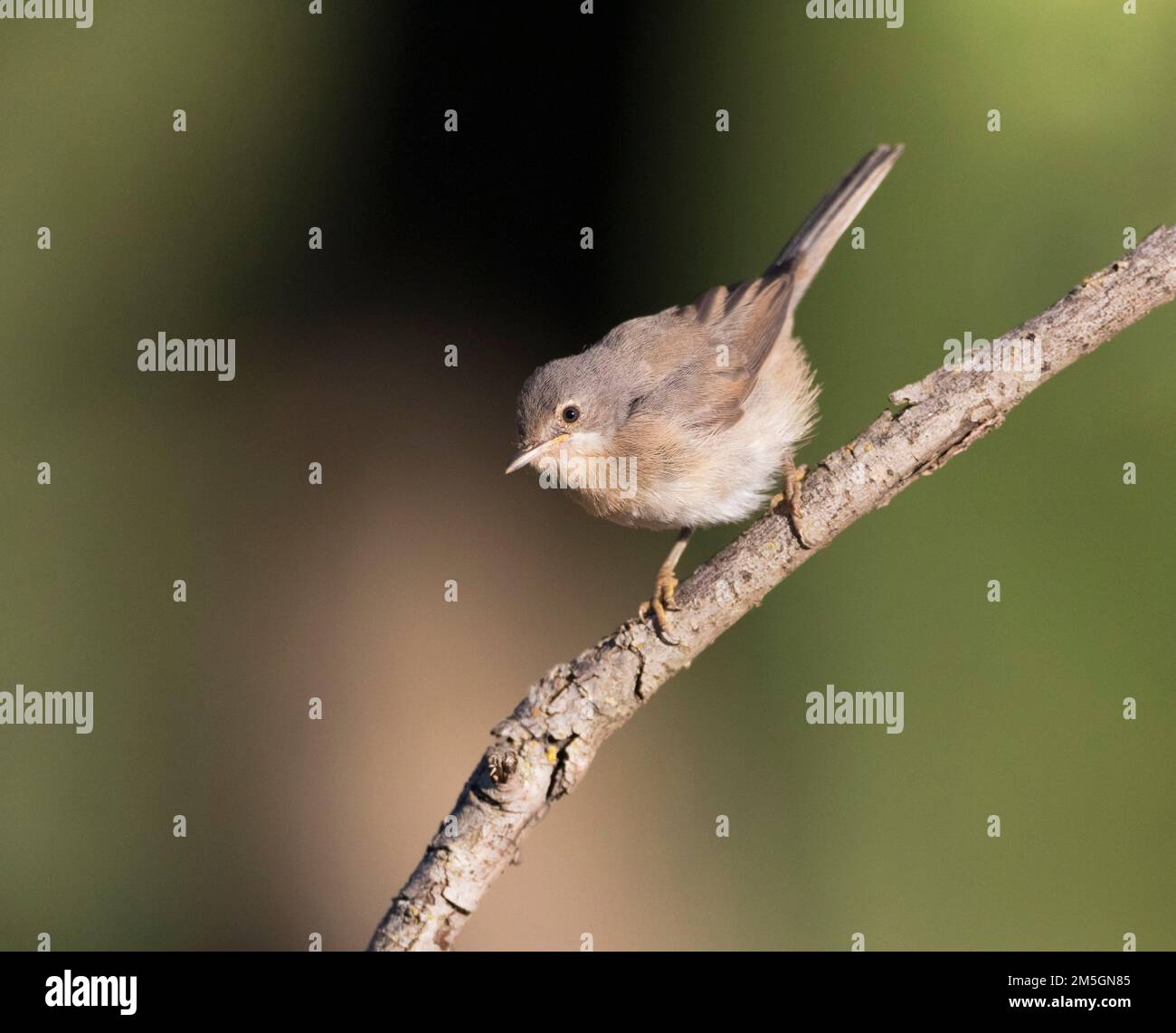 Immature Western Subalpine Warbler (Sylvia inornata) at drinking pool ...
