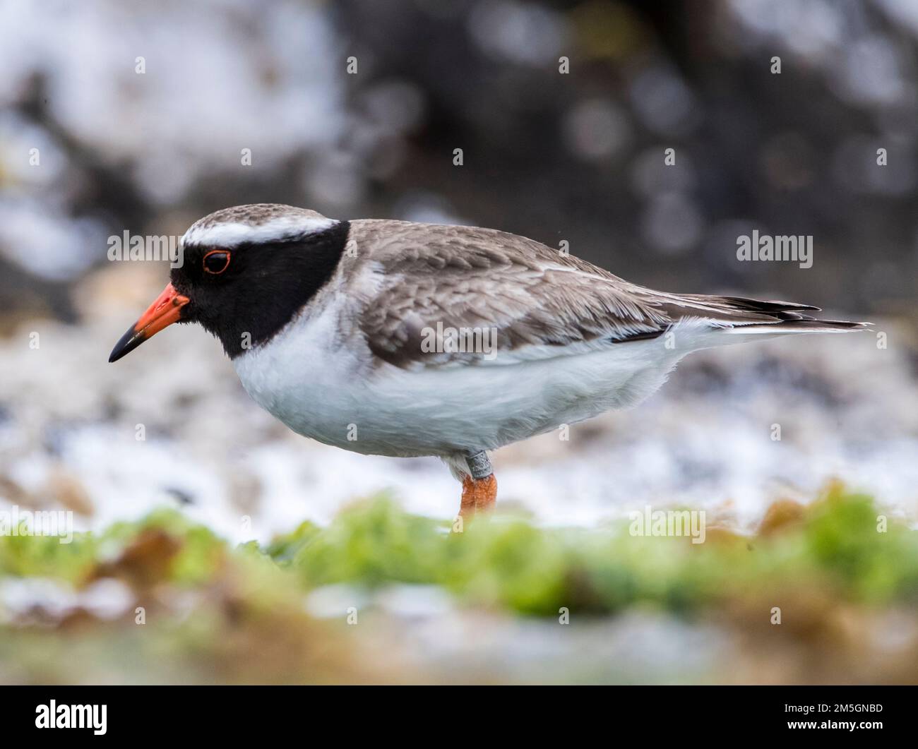 Endangered Shore Plover (Thinornis novaeseelandiae) on the Chathams ...
