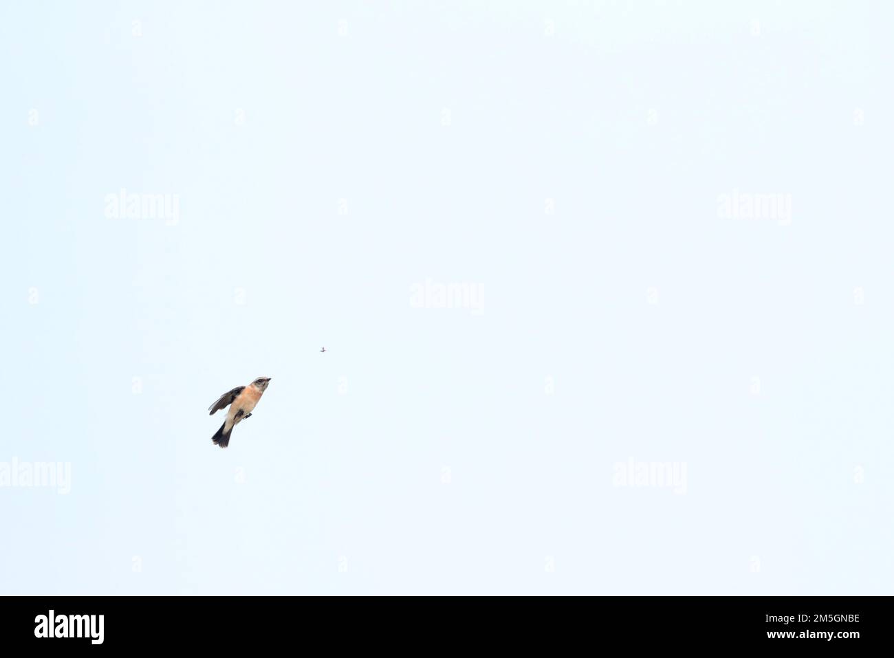 First-winter male Siberian Stonechat (Saxicola maurus) in flight ...