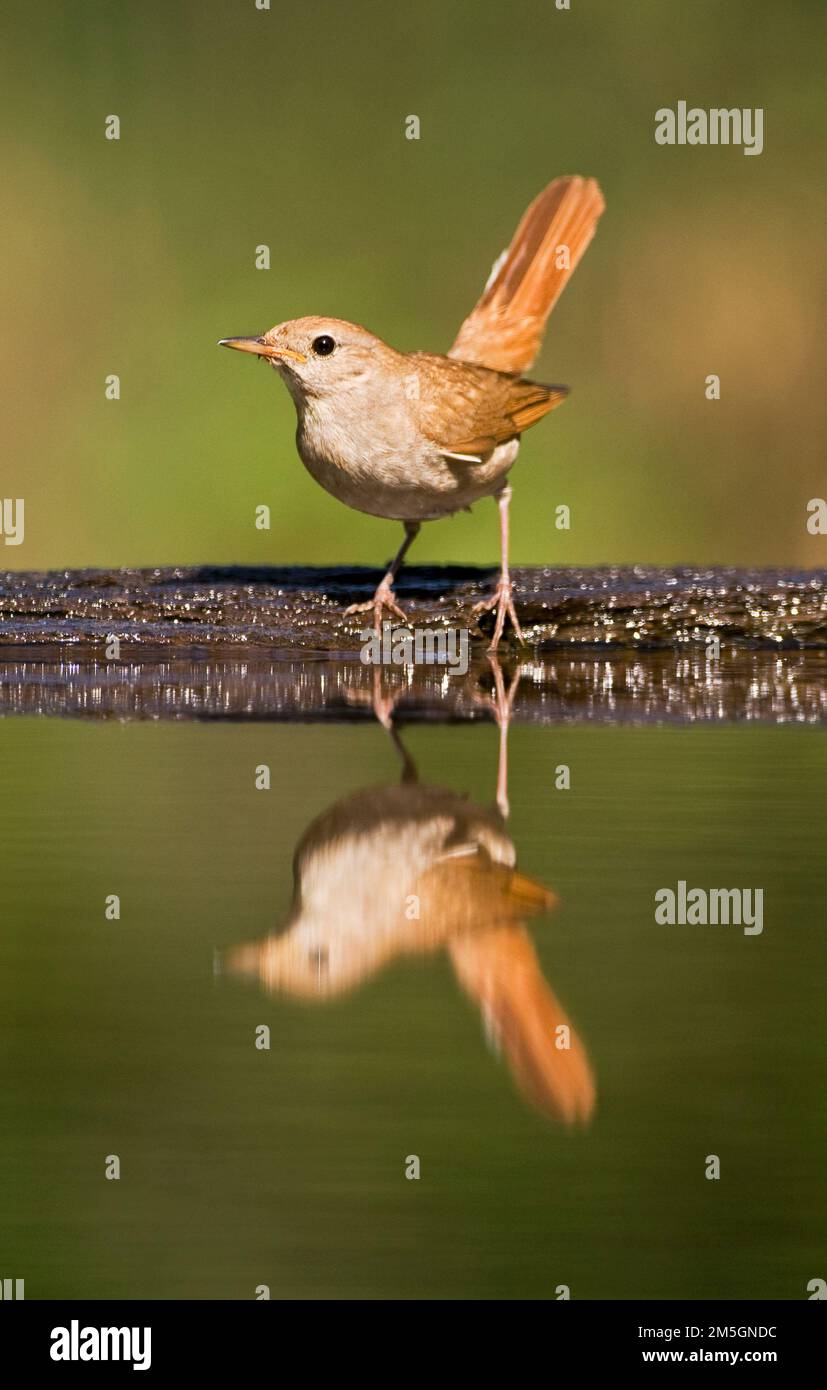 Nachtegaal bij drinkplaats; Common Nightingale at drinking site Stock ...