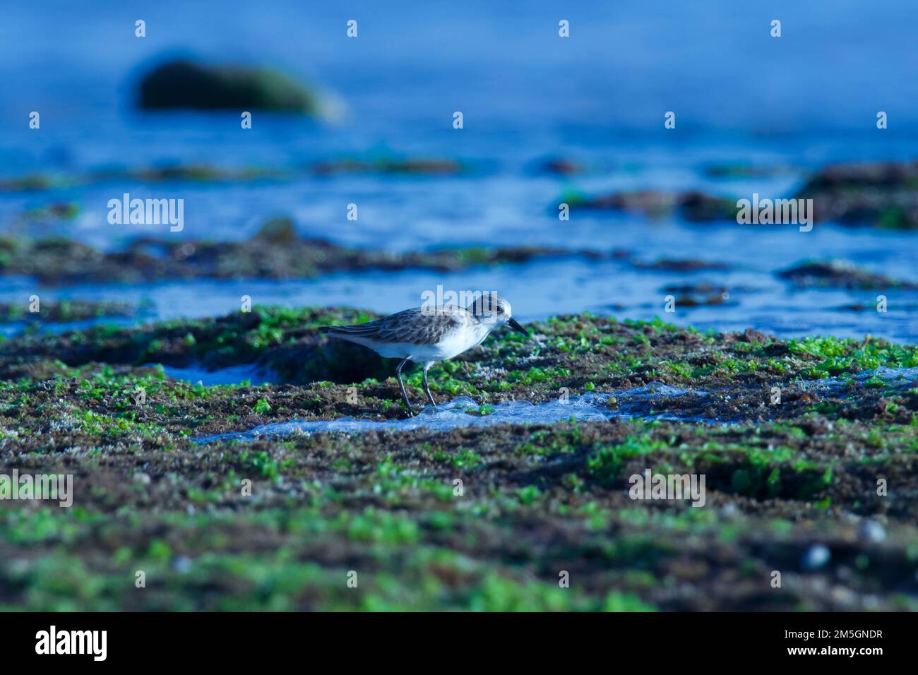 Small, water bird standing on rock Stock Photo - Alamy