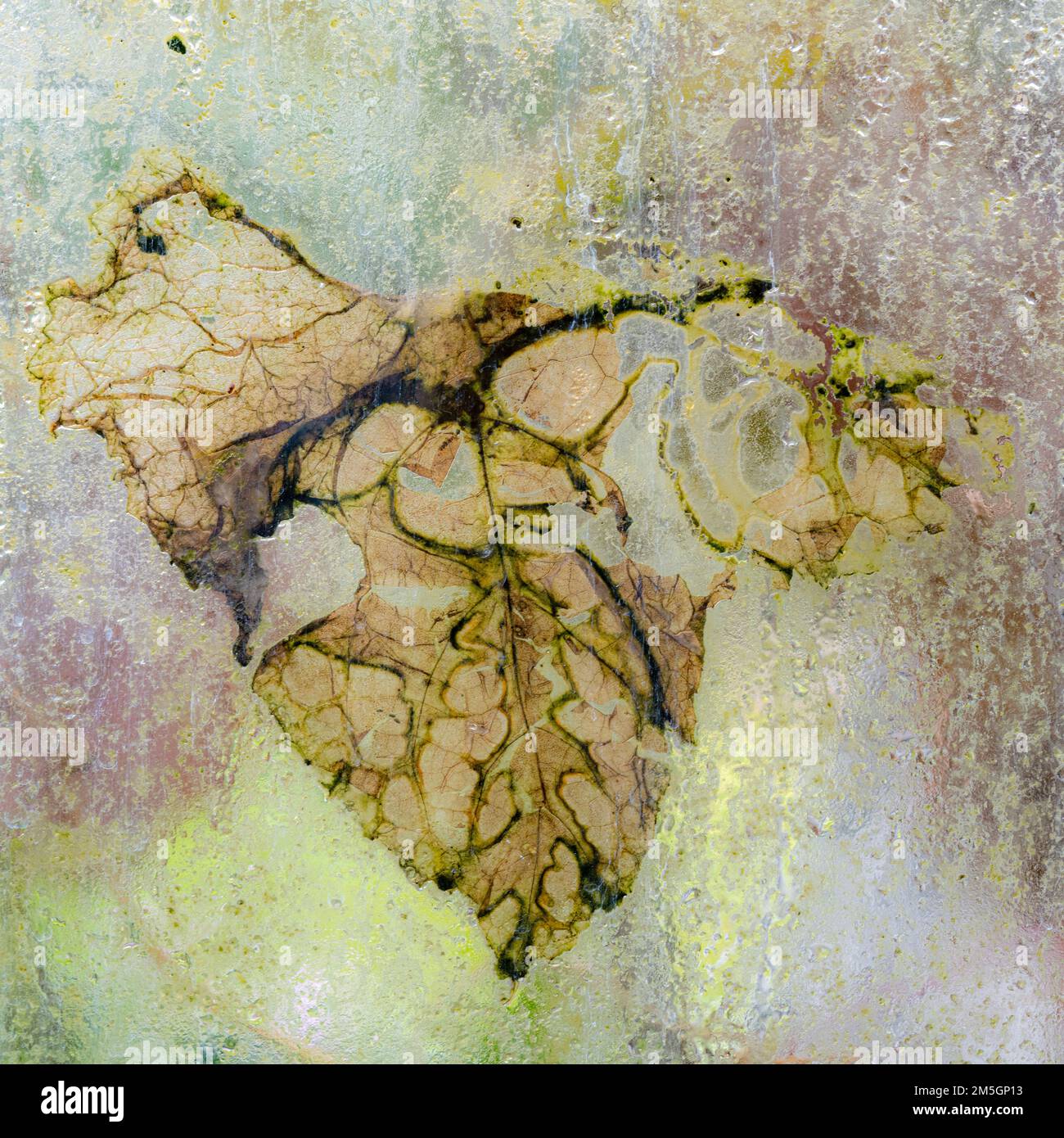 Abstract image of rotting leaf stuck to a greenhouse window Stock Photo ...