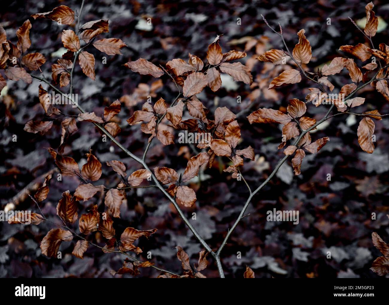 Copper coloured Beech tree leaves camouflaged against a winter woodland ...