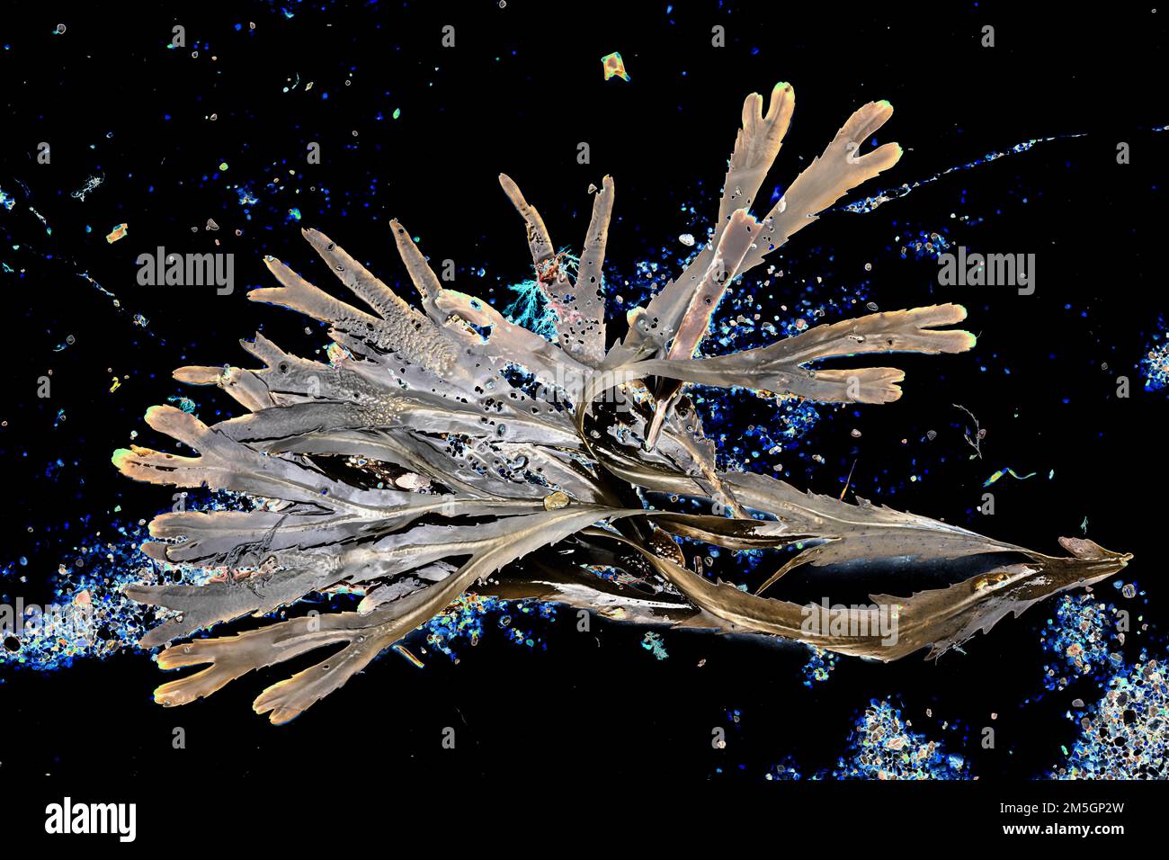 Abstract of washed up seaweed Stock Photo - Alamy
