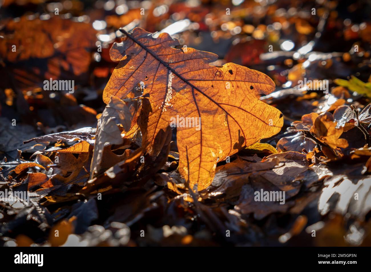 Decaying oak hi-res stock photography and images - Alamy