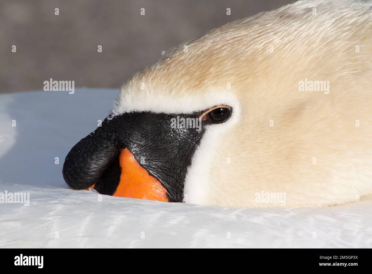 Swan shape card hi-res stock photography and images - Alamy