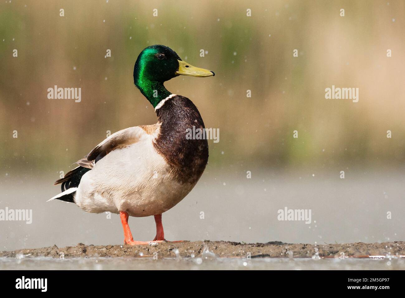 Wilde Eend man staand op waterkant in regenbui; Mallard male standing ...