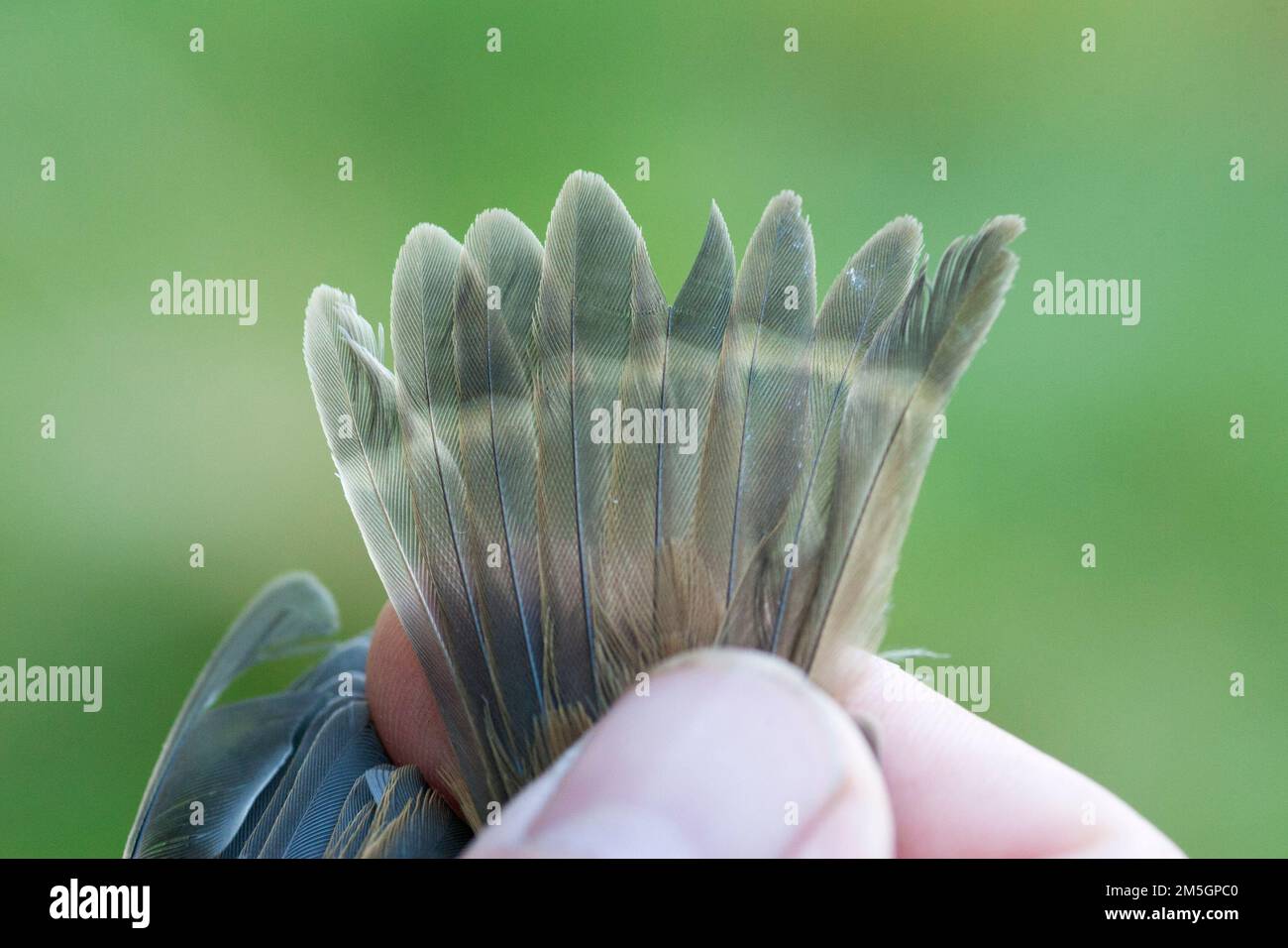 Growth marks in tail feathers of Eurasian Reed Warbler (Acrocephalus ...