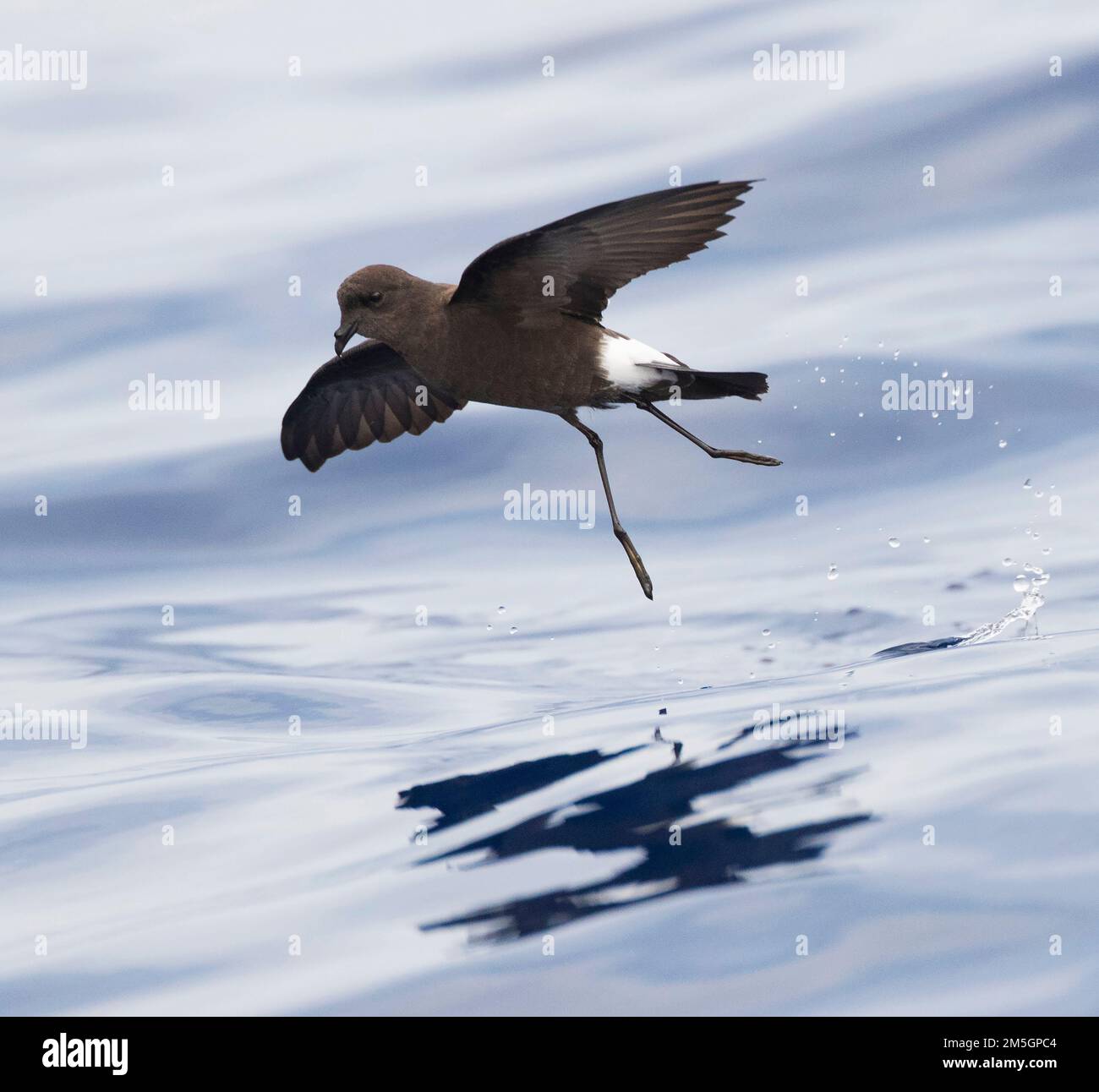 Wilson's Storm Petrel (Oceanites oceanicus) off Madeira. One of the ...
