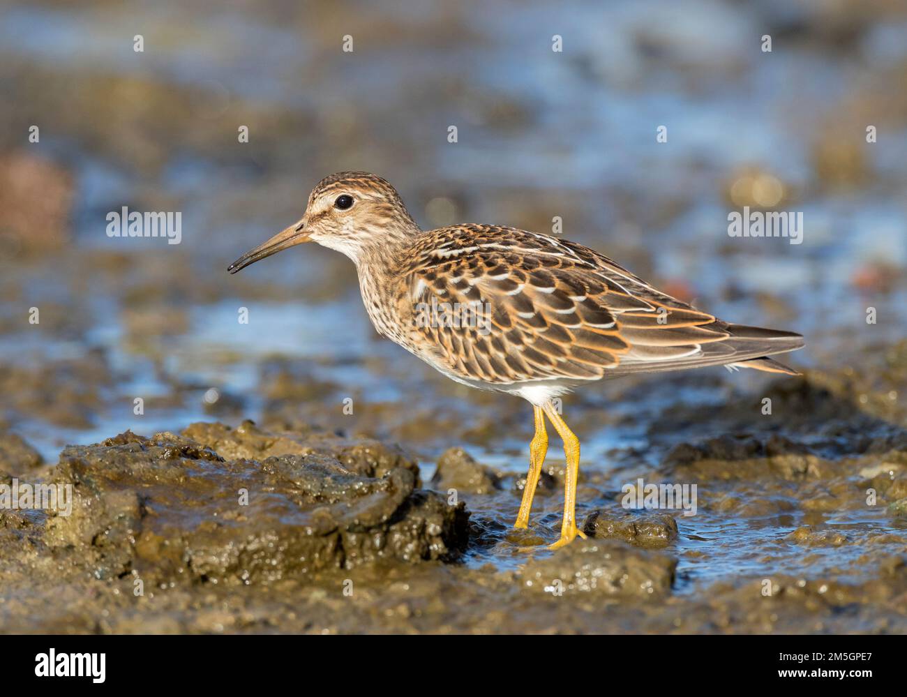 Pectoral sandpiper calidris melanotos hi-res stock photography and ...