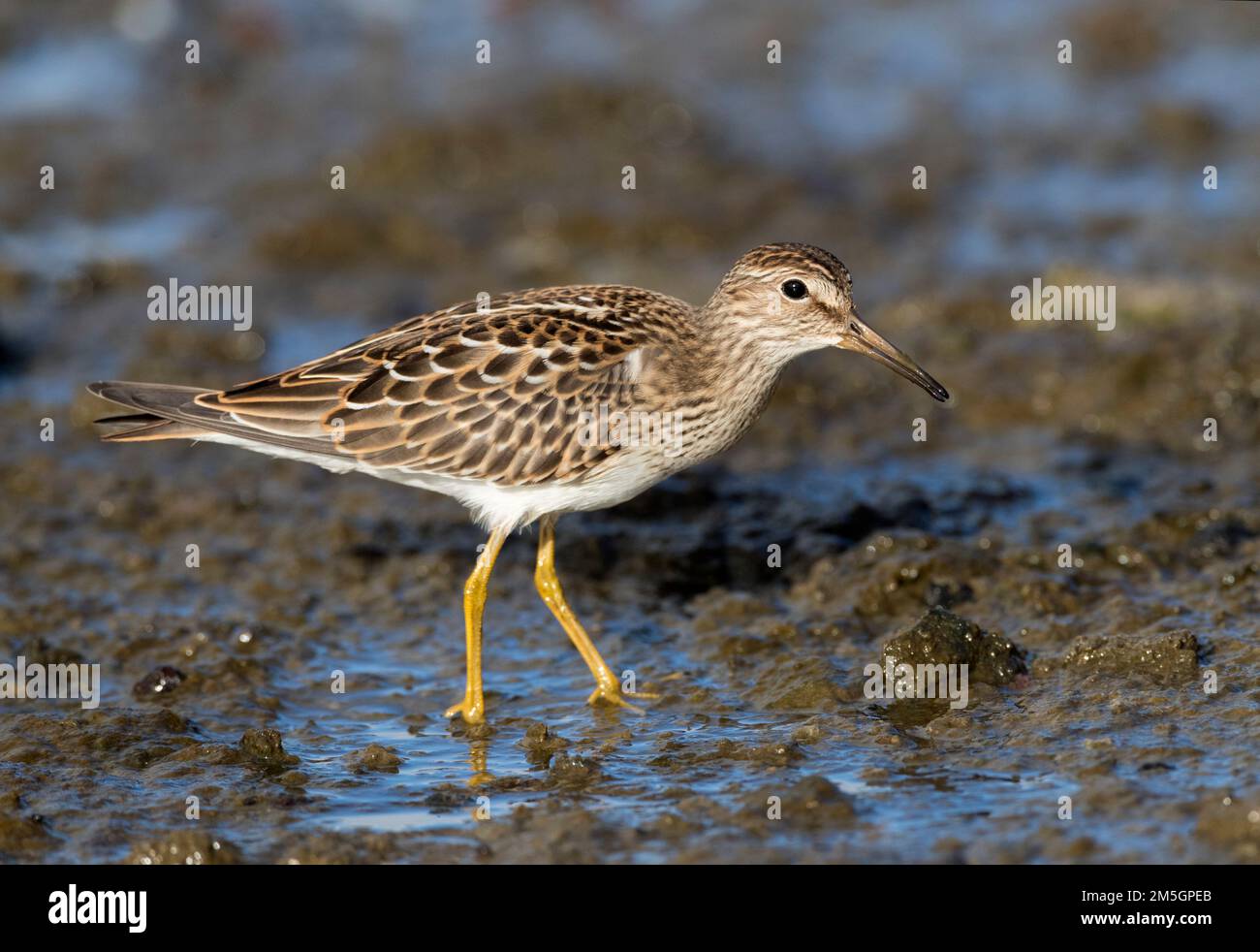 First-winter Pectoral Sandpiper (Calidris melanotos) on the Azores in ...