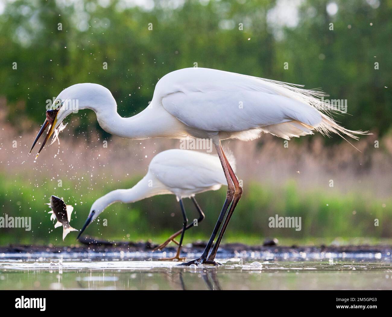 Grote Zilverreiger laat gevangen vis vallen met Kleine Zilverreiger in ...