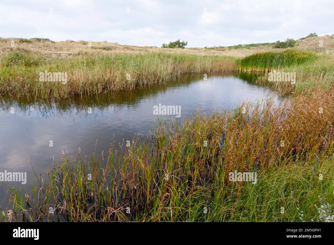 Waterplas in duinen met rietkraag; Lake in dunes with reedbed Stock ...