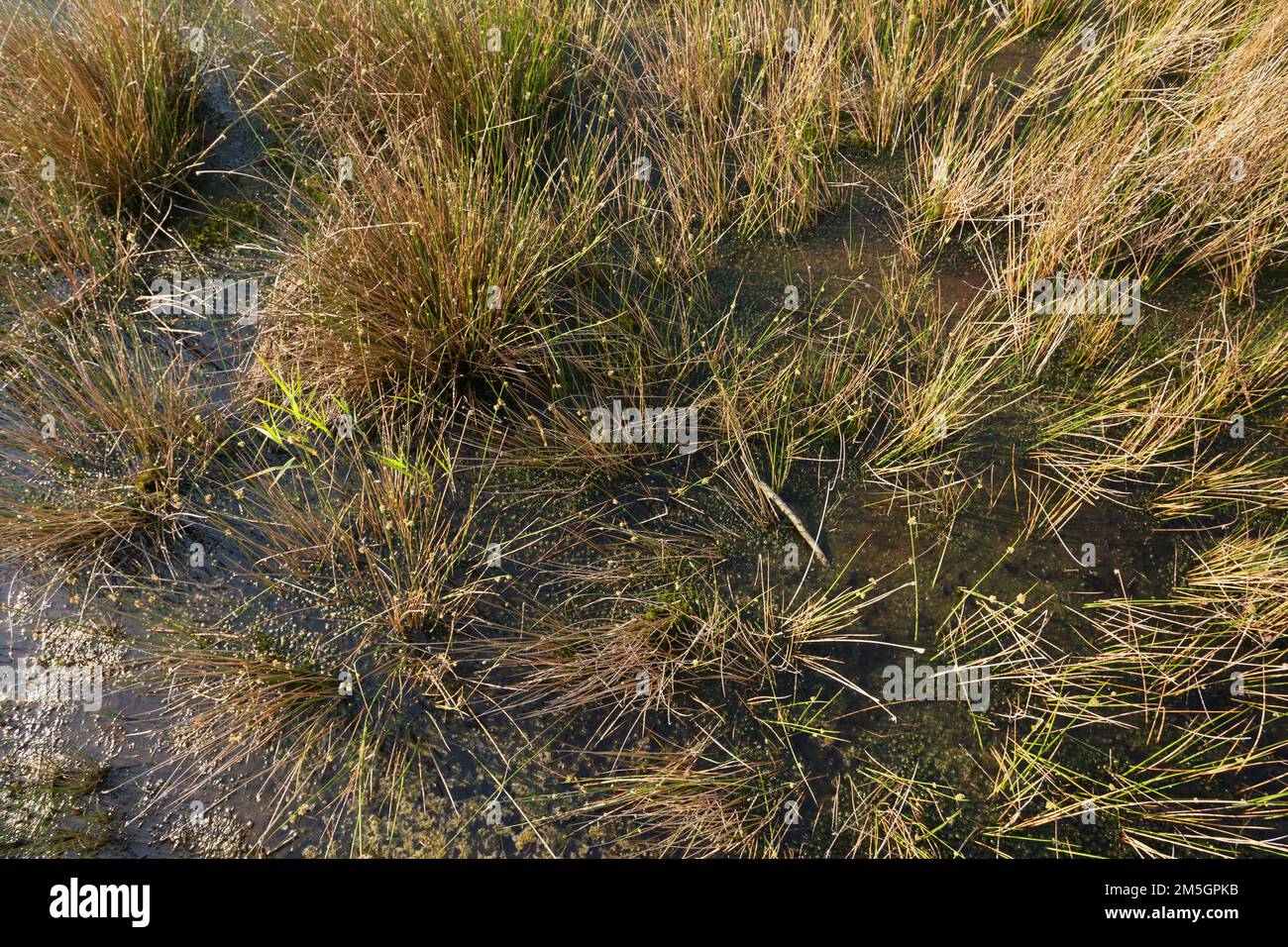 Grassen in Nationaal Park De Groote Peel; Grassen at National Park De ...