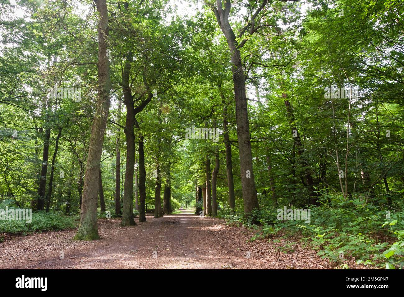 Wandelpad in de Oisterwijkse Bossen en Vennen; Hiking path at the ...