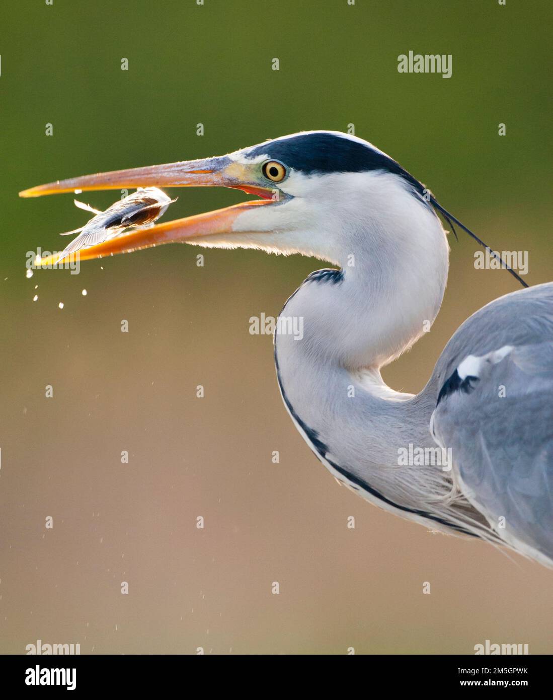 Blauwe Reiger met vis in bek; Grey Heron with fish in beak Stock Photo ...
