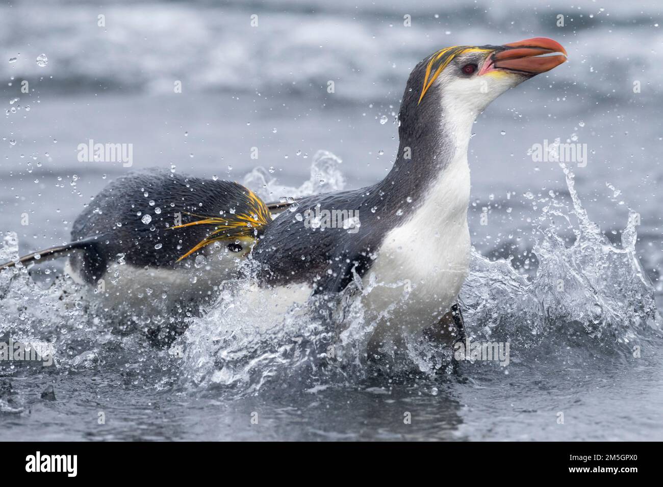 Two Royal Penguin (Eudyptes schlegeli) fighting on the beach of Buckles ...