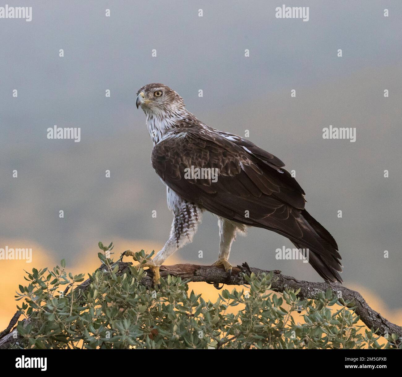 Adult Bonelli's Eagle (Aquila fasciata) in Spain Stock Photo - Alamy