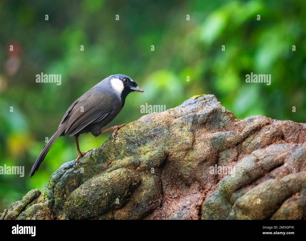 Laughingthrush in asia hi-res stock photography and images - Alamy