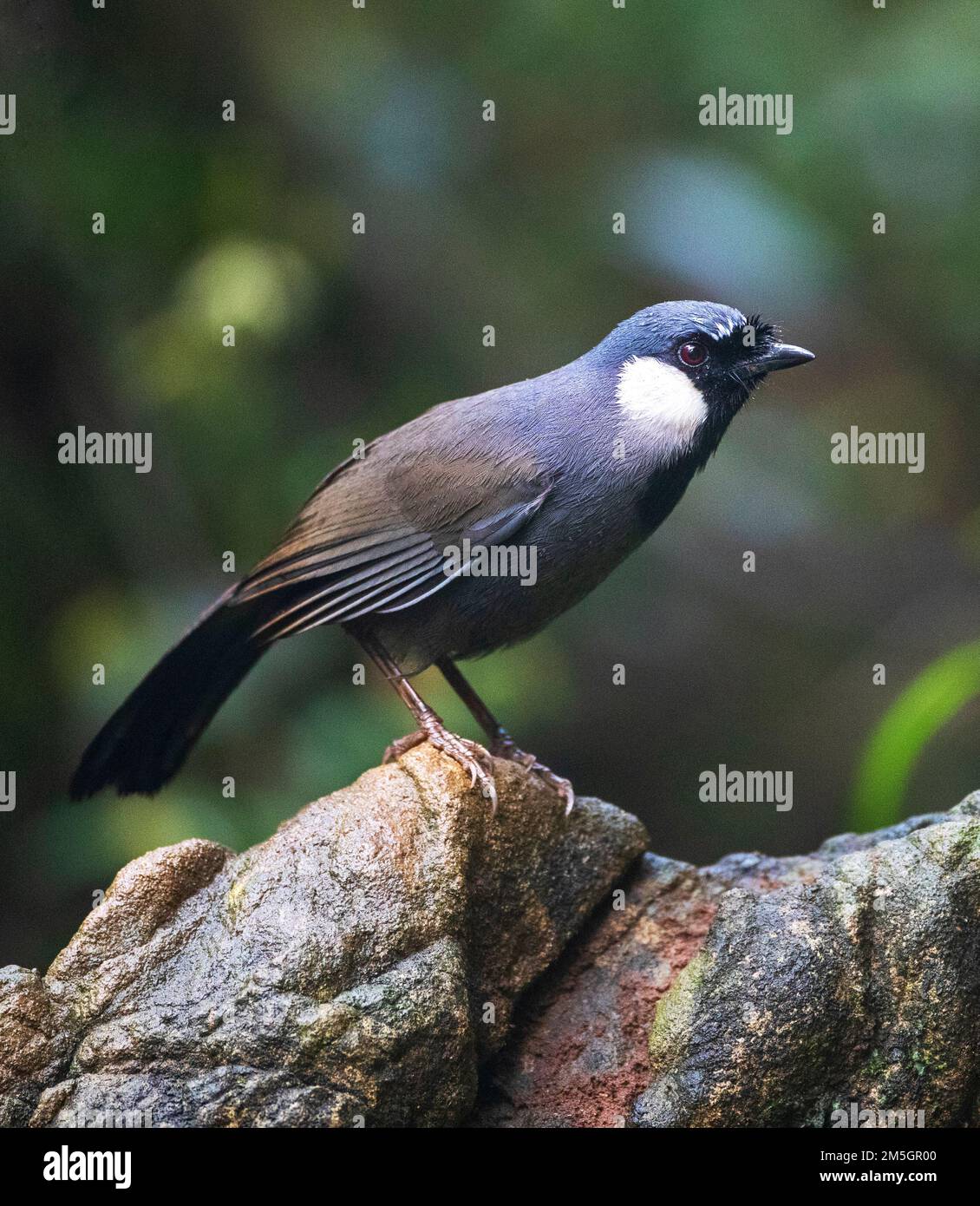 Black-throated Laughingthrush in China Stock Photo - Alamy