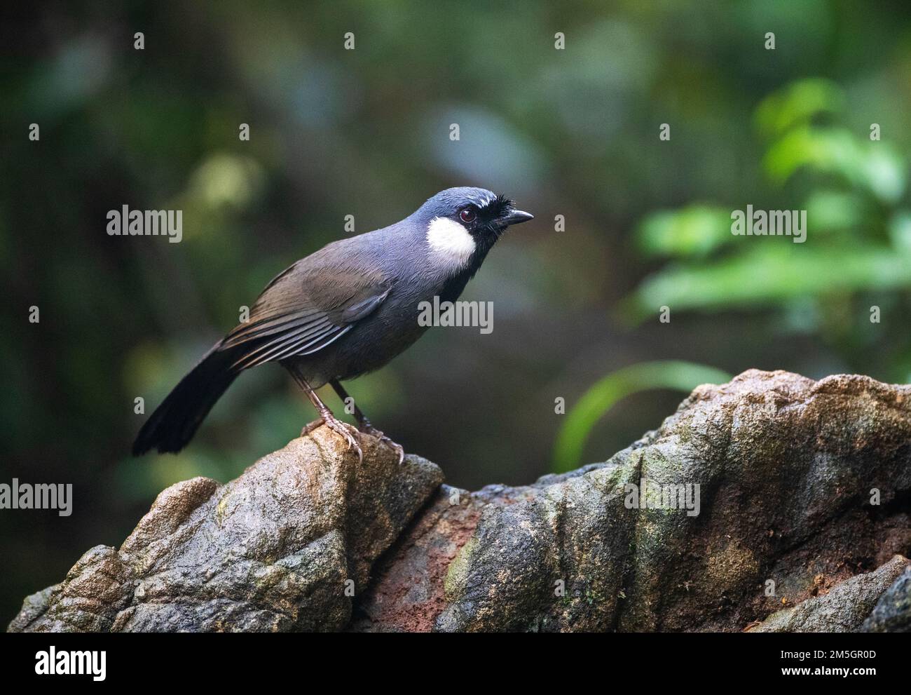Black-throated Laughingthrush in China Stock Photo - Alamy