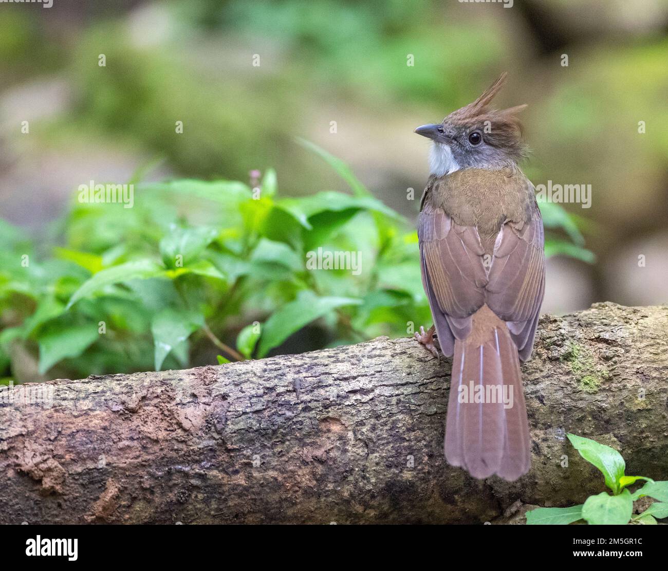 Puff-throated Bulbul (Alophoixus pallidus) in tropical forest in ...