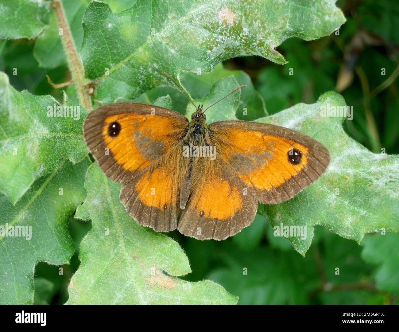 Gatekeeper (Pyronia tithonus) in France. In roadside vegetation along ...
