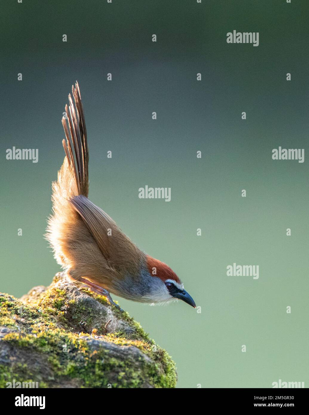 Chestnut-capped Babbler (Timalia pileata) perched in river habitat in ...