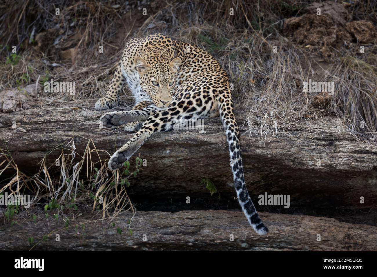 Leopard is resting on a rock, Masai Mara, Olare Motorogi Conservancy ...