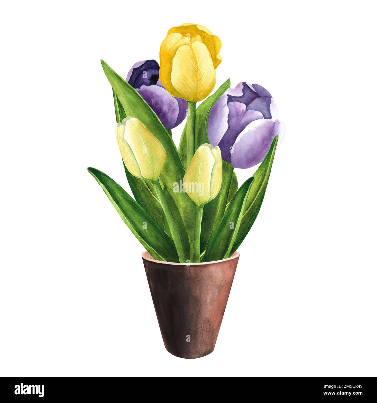 Tulips yellow and violet colors bouquet with clay ceramic pot on white ...