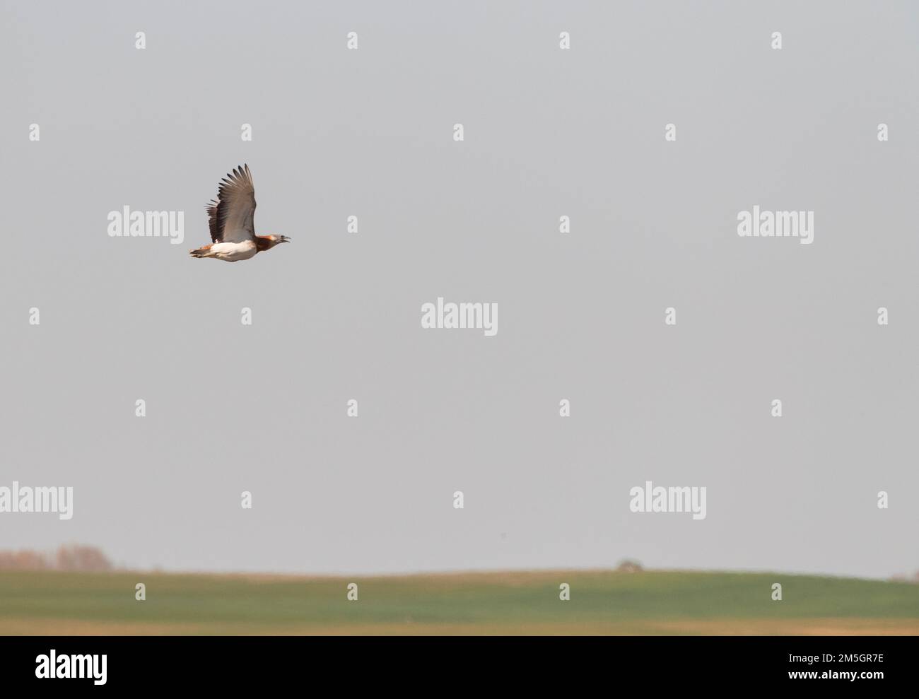 Big male Great Bustard (Otis tarda) in flight over Lagunas de ...