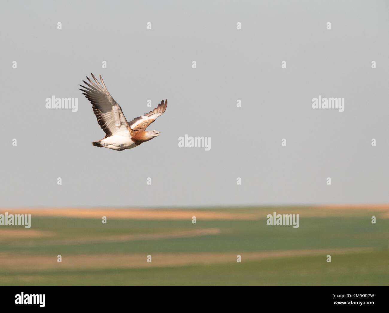 Big male Great Bustard (Otis tarda) in flight over Lagunas de ...