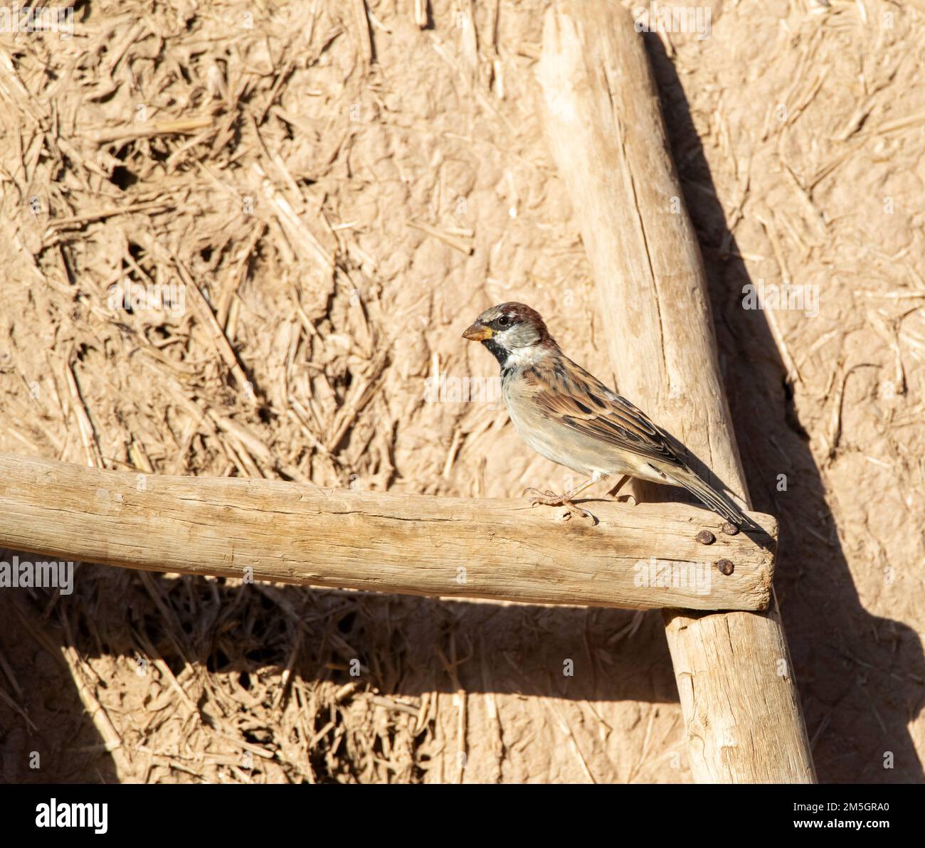 Male House Sparrow (Passer domesticus tingitanus) in Morocco. North ...