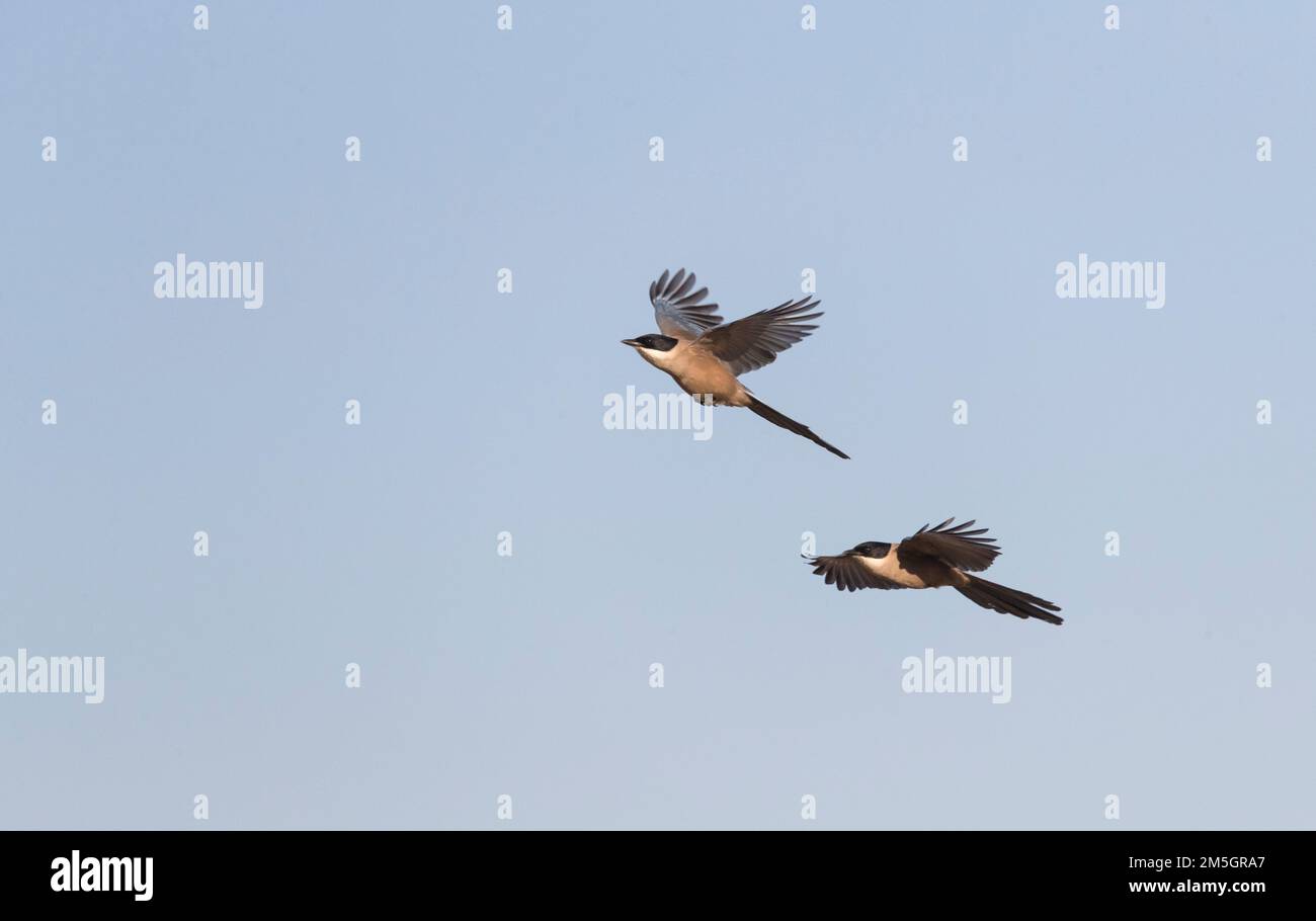 Two Iberian Magpie’s (Cyanopica cooki) in flight, a species from the ...