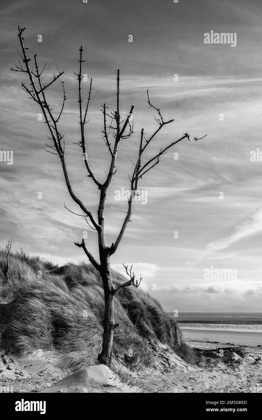 Killed dead Black and White Stock Photos & Images - Alamy