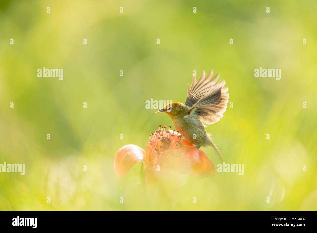 Red capped species hi-res stock photography and images - Alamy